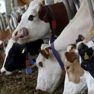 Kementan Kembali Lepas Bibit Sapi dengan Harga Terjangkau