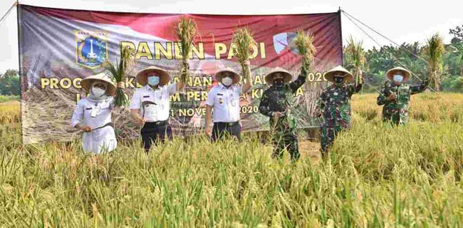 Gandeng TNI AU Kelola Lahan Di Lanud Halim Perdanakusuma, Pemprov DKI Panen Padi